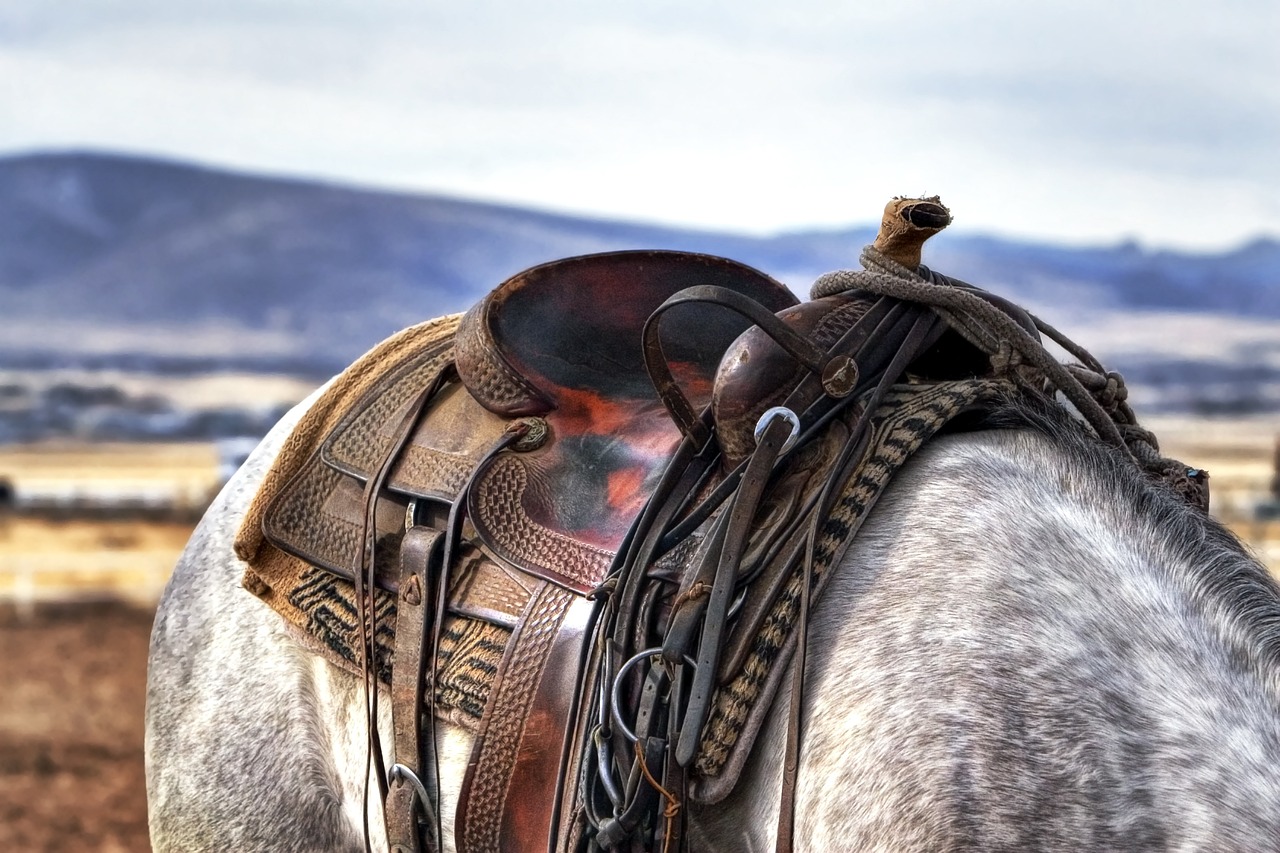 Sauvetage des chevaux : des chiffres pour savoir de quoi on parle ...